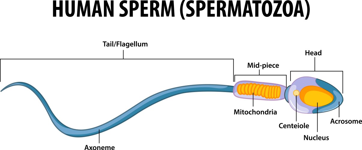 Sperm Cell Anatomy Structure Of Spermatozoa Vector Image