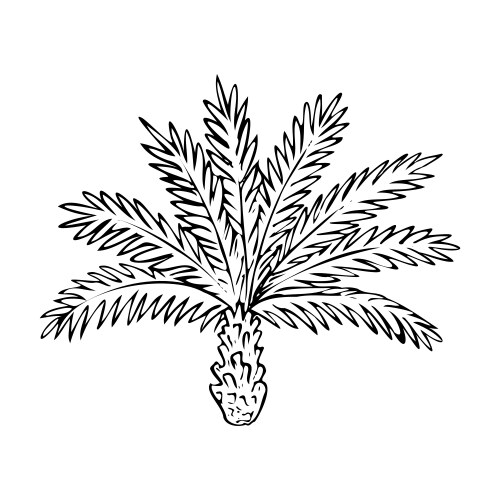 Palm Leaf Line Drawing Vector Images (over 6,900)