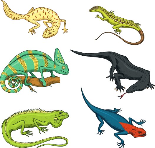 Cartoon lizard flashcard for children Royalty Free Vector