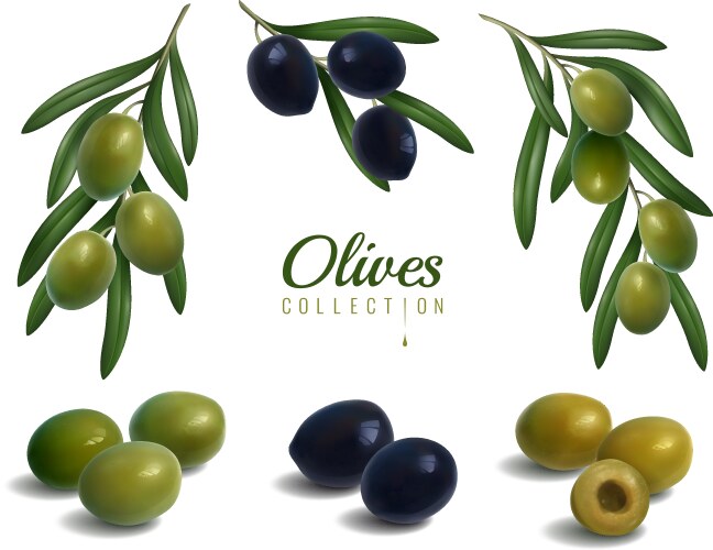Olive realistic set Royalty Free Vector Image - VectorStock