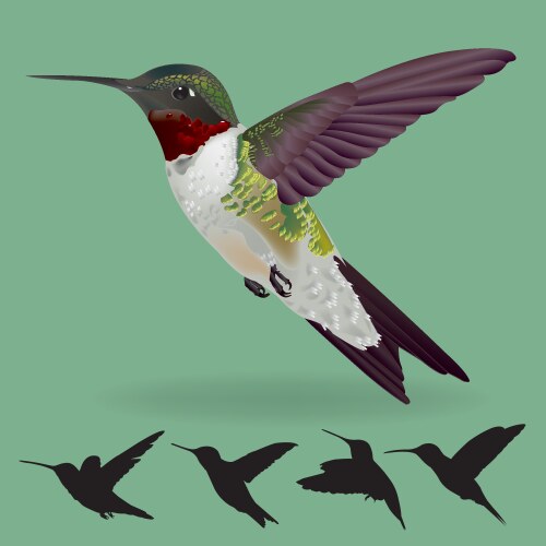 Hummingbird Vector Images (over 10,000)