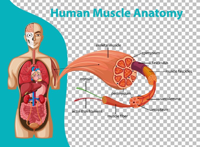 Human anatomy transparent body and skeleton Vector Image