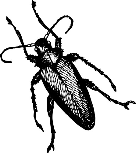 Weevil beetle Royalty Free Vector Image - VectorStock