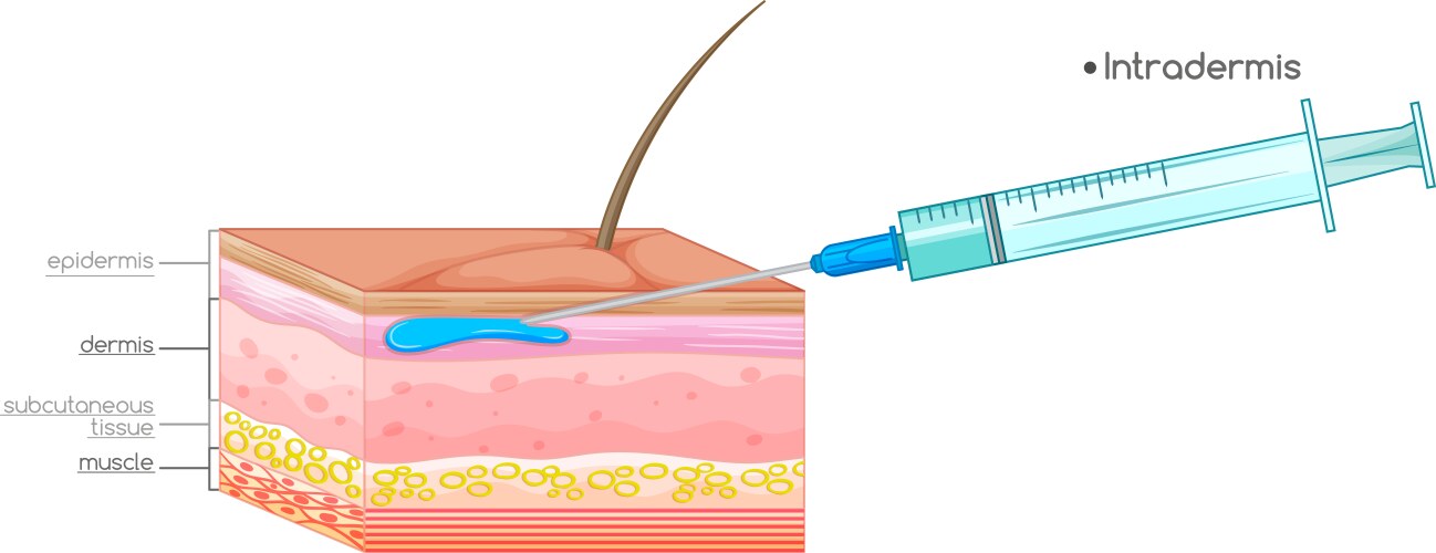 Collagen in human skin Royalty Free Vector Image