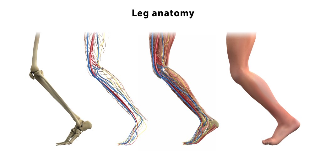 Leg Vector Images (over 180,000)