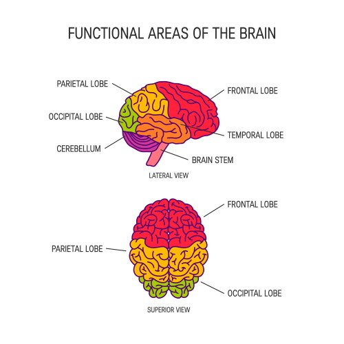 Human brain anatomy and functions Royalty Free Vector Image