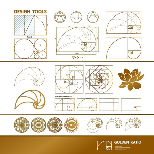 Golden ratio template fibonacci Royalty Free Vector Image