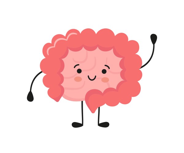 Small intestine Royalty Free Vector Image - VectorStock