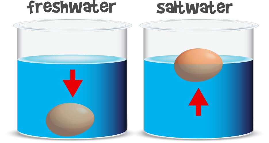 Experiment with salt and water making a saline Vector Image