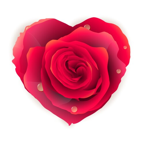 Red rose cartoon style on white background Vector Image