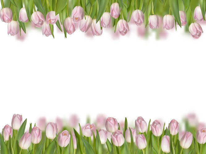 Spring floral border with colorful tulips on fresh