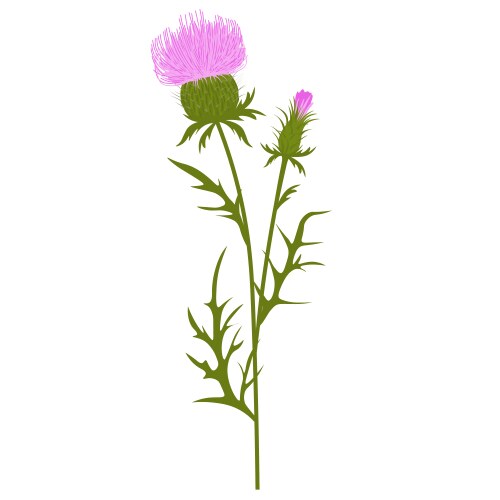 Thistles Royalty Free Vector Image - VectorStock
