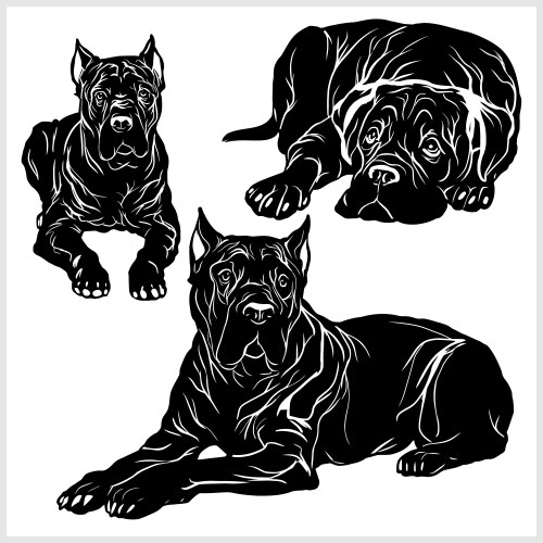 Cane Corso Vector Images (over 720)
