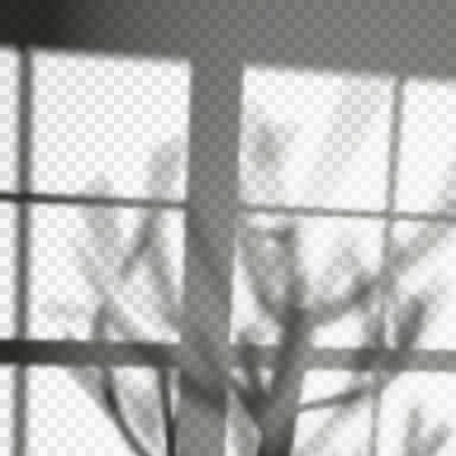 Blurry palm branch window reflection or shadow Vector Image