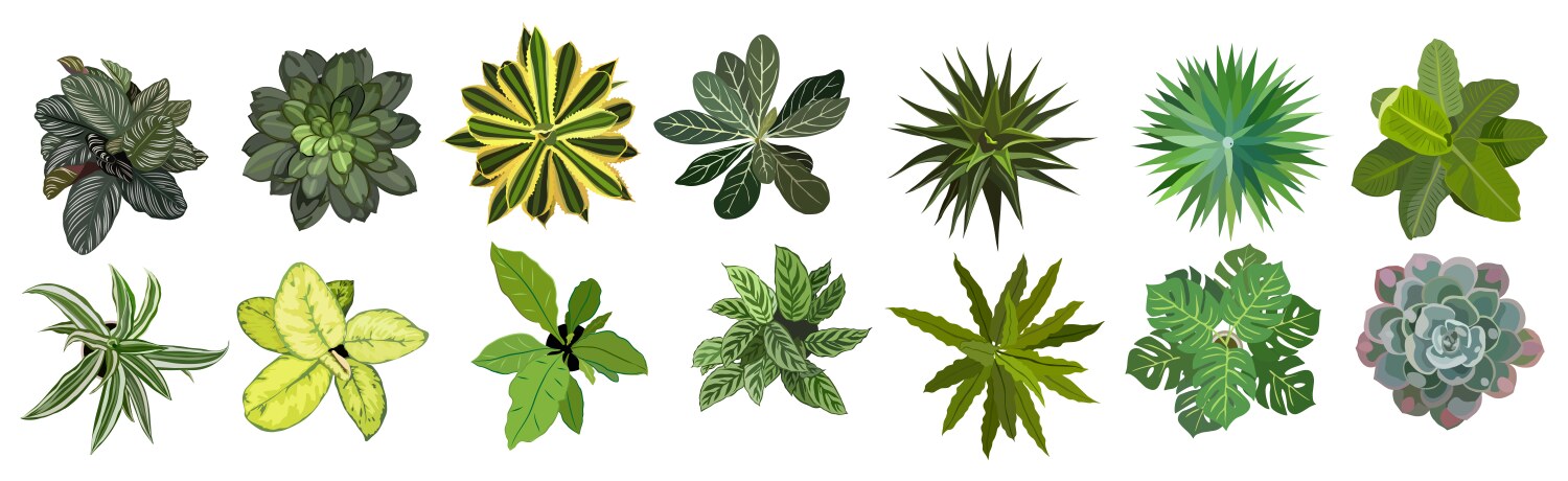 Indoor Plant Top View 10 Best Indoor House Planters And Plants That