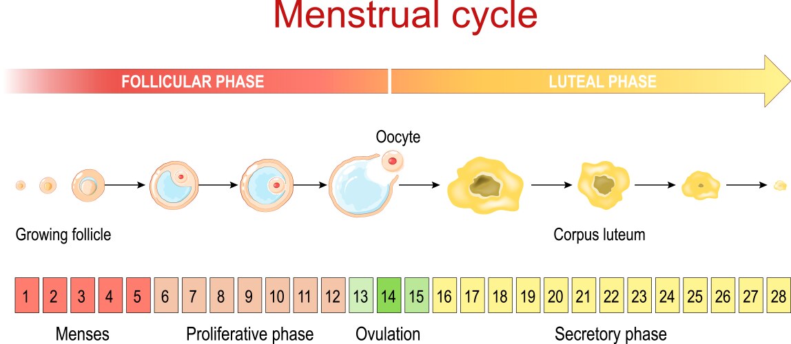 Menstrual Cycle Vector Images (over 3,500)