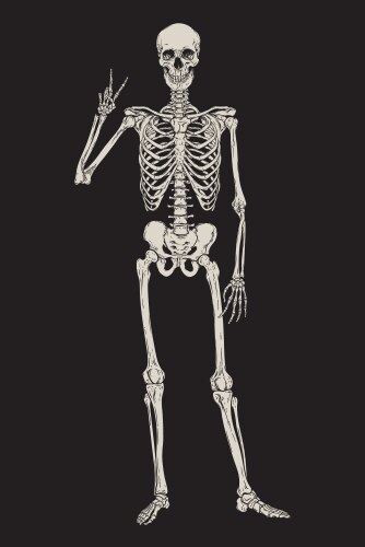 Anatomically correct human skulls set isolated Vector Image