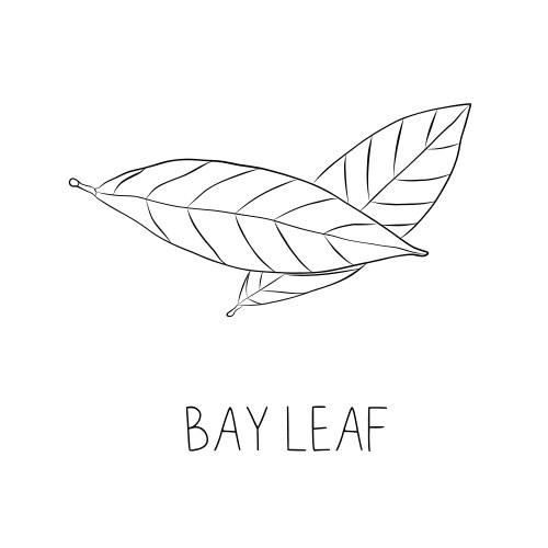 Bay Leaf Doodle Vector Images (over 160)
