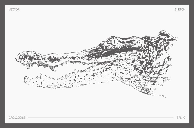 Crocodile Line Drawing Outline Vector Images (over 1,100)