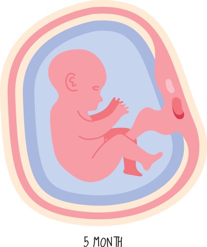 7 month fetus or embryo isolated icon pregnancy Vector Image