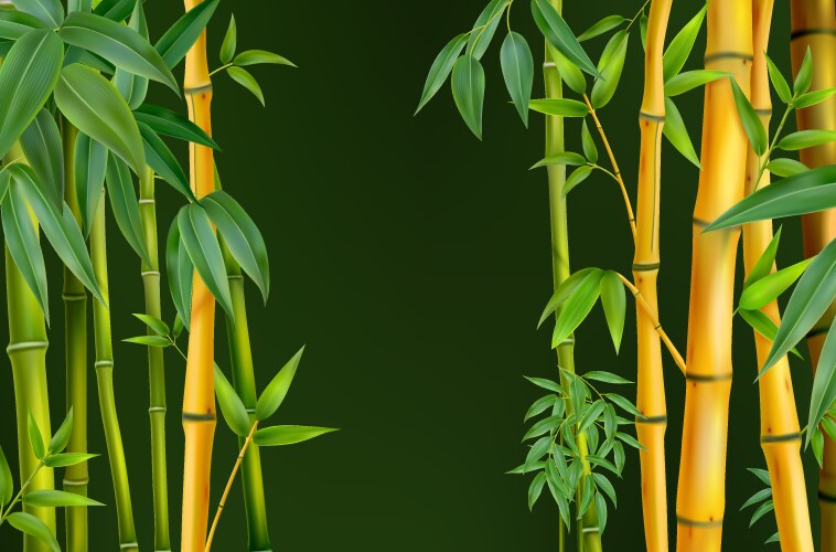 Bamboo Border Vector Images (over 2,100)