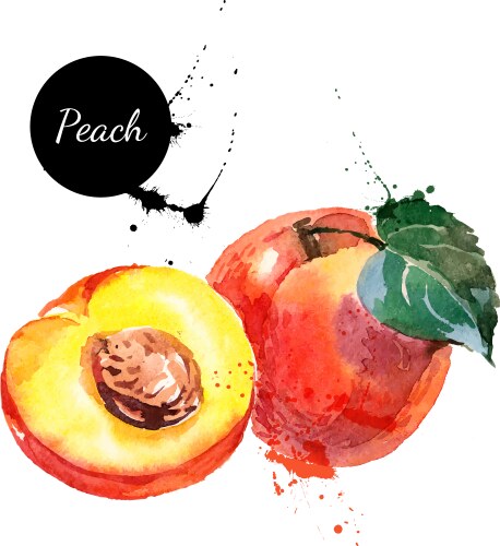 Peach Vector Images (over 40,000)