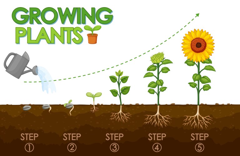 Seed growing into tree Royalty Free Vector Image