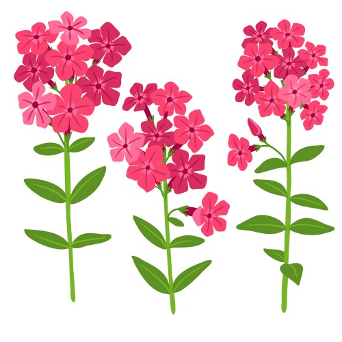 Drawing garden flowers phlox Royalty Free Vector Image