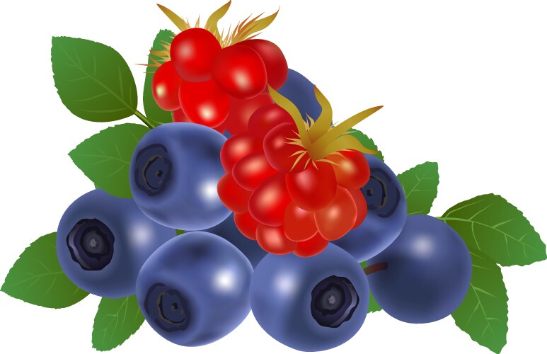 Blueberries on transparent background quality Vector Image