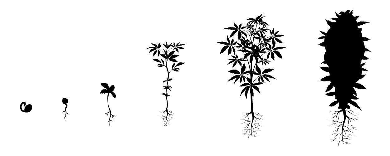 Animated Cannabis Vector Images (over 650)