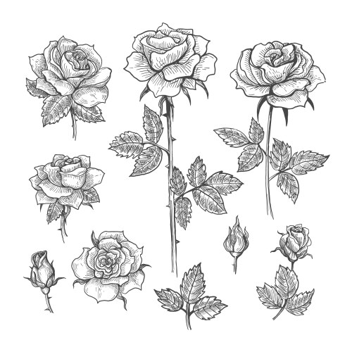 Rose Engraving Vector Images (over 6,300)