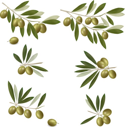 Olive Branch Vector Images (over 110,000)