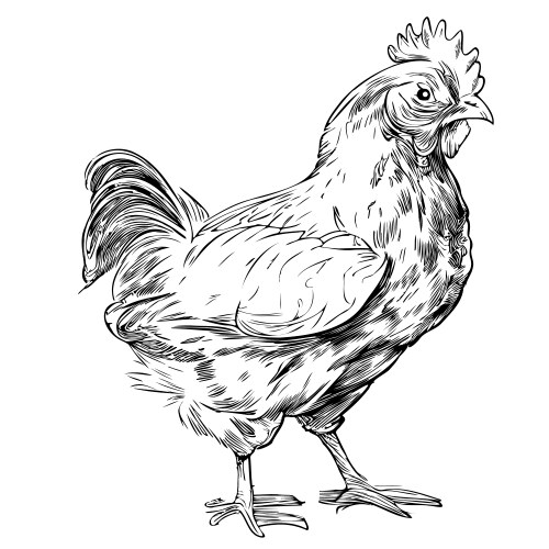 Hen Outline Drawing Vector Images (over 3,200)