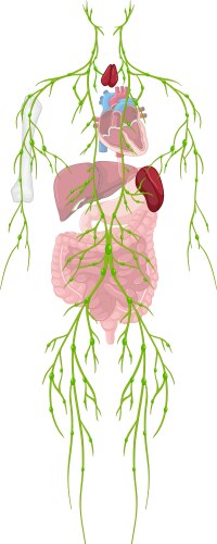 Diagram showing anatomy of human body with names Vector Image
