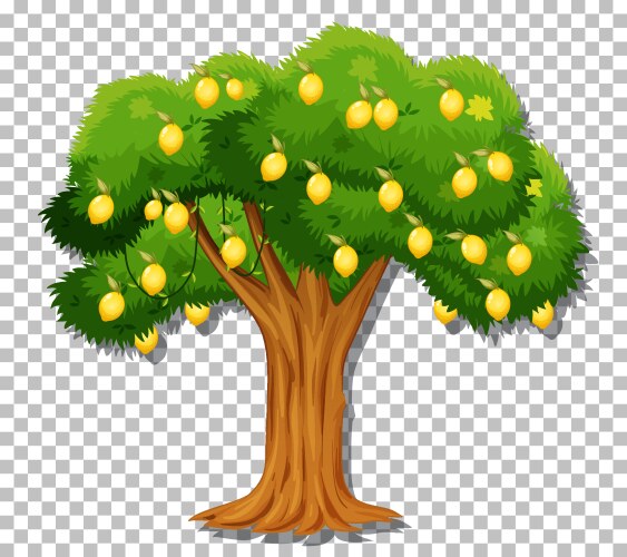 Lemon tree on transparent background Royalty Free Vector
