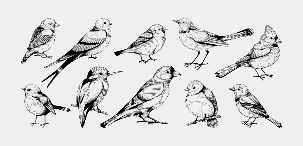 Robin Outline Vector Images (over 960)