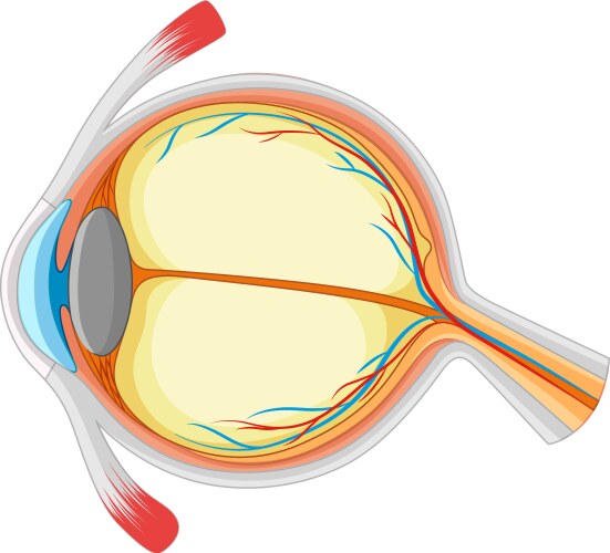 Structure Of Human Eye Without Label Infoupdate Org