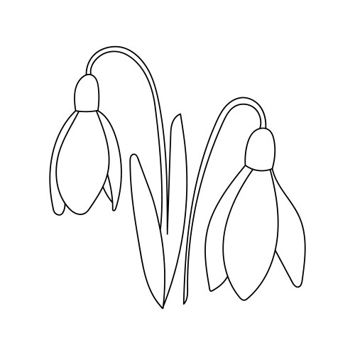 Snowdrop Line Drawing Vector Images (over 270)