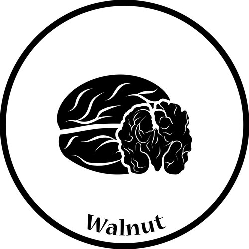 Walnut outline isolated Royalty Free Vector Image