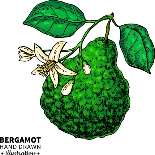 Bergamot drawing frame isolated vintage Royalty Free Vector