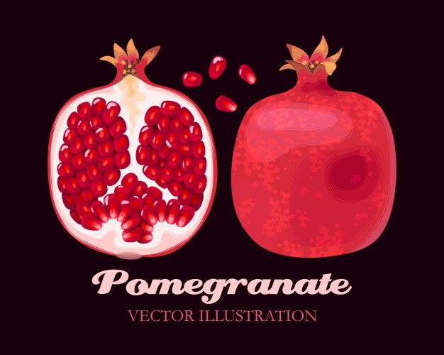 Pomegranate Vector Images (over 19,000)