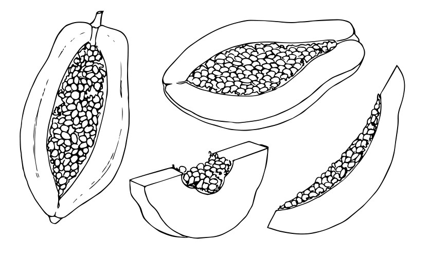 Papaya Outline Drawing Vector Images (over 290)