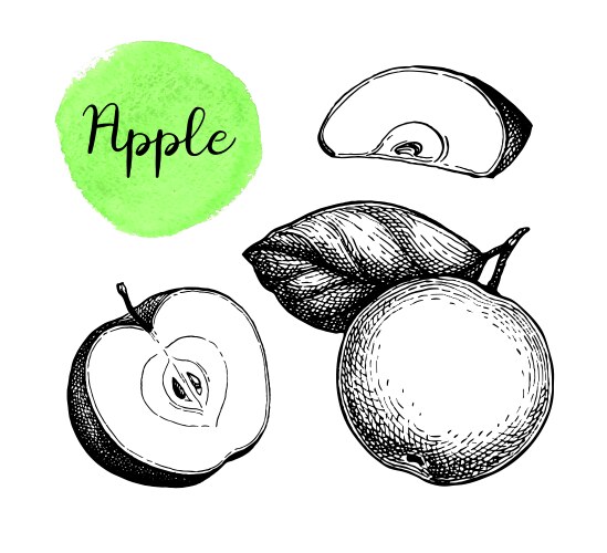 Apple drawing hand drawn fruit and sliced Vector Image