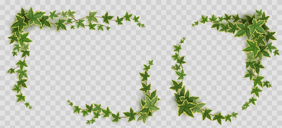 Border Ivy Vector Images (over 1,200)