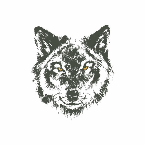 Wolf muzzle sketch Royalty Free Vector Image - VectorStock