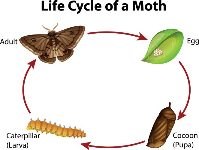 Life cycle of a butterfly Royalty Free Vector Image