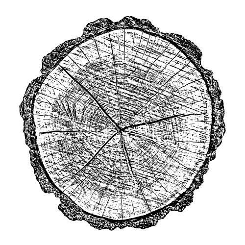 Tree log wood growth rings grunge texture Vector Image