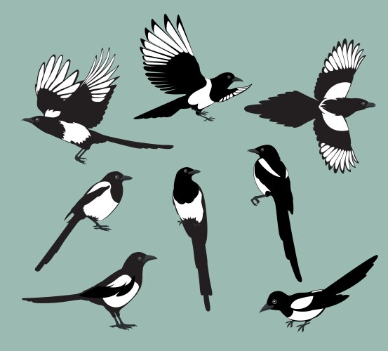 Cartoon Magpie Vector Images (over 730)