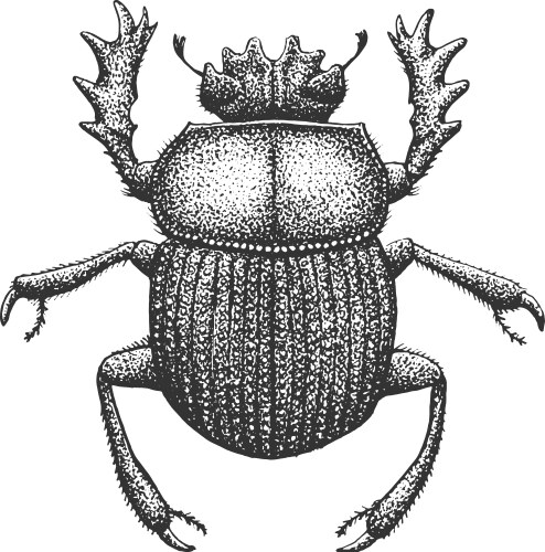 Scarab beetle hand draw vintage engraving style Vector Image