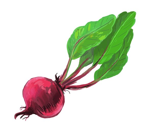 Beet Vector Images (over 16,000)
